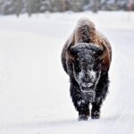 Private Yellowstone Winter Wolf Watching and Wildlife Safari - Who Is This Tour Best Suited For?