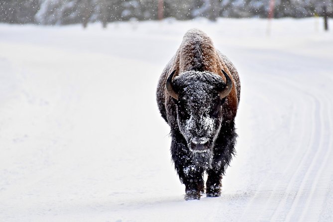 Private Yellowstone Winter Wolf Watching and Wildlife Safari - Who Is This Tour Best Suited For?