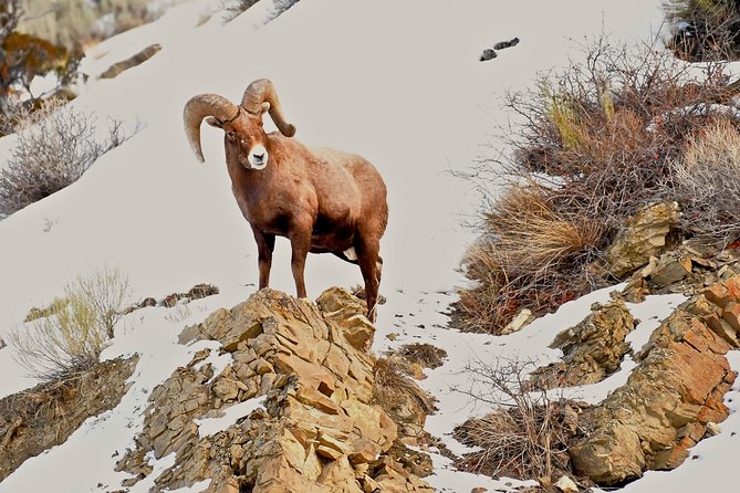 Private Yellowstone Winter Wolf Watching and Wildlife Safari - Final Thoughts