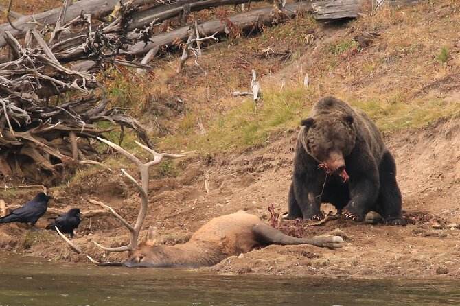 Private Yellowstone Wolf Watching & Wildlife Safari + lunch - Key Points
