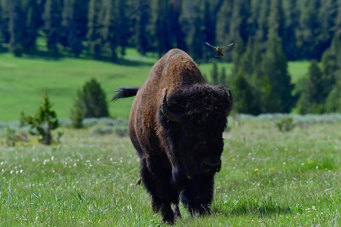 Private Yellowstone Wolf Watching & Wildlife Safari + lunch - FAQ