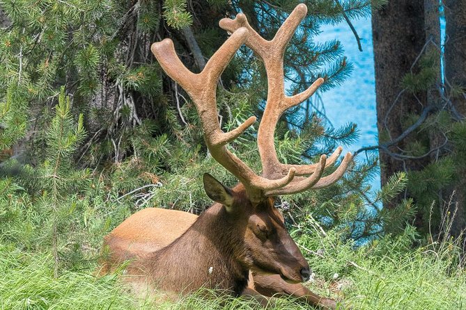 Private Yellowstone Wolf Watching & Wildlife Safari + lunch - Final Words