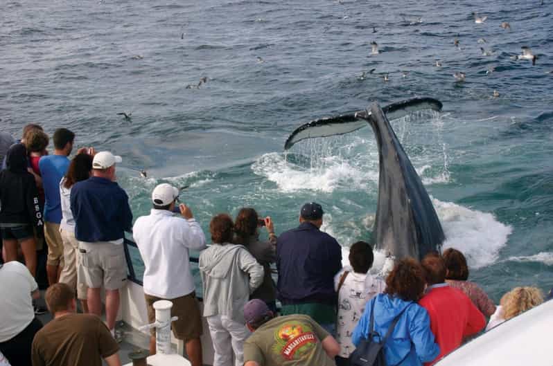 Provincetown: Whale Watching Cruise - Introduction