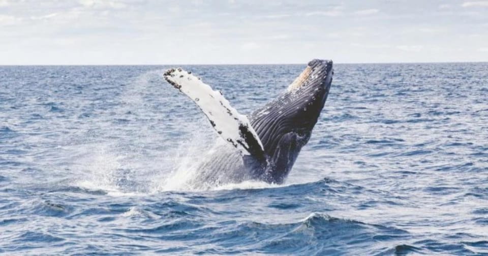 Provincetown: Whale Watching Cruise - Key Points