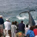 Provincetown: Whale Watching Cruise - What You Can Expect on the Tour