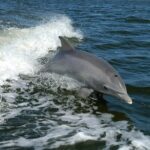 Punta Gorda / Boca Grande 4hr Beach or Sandbar Adventure - Key Points