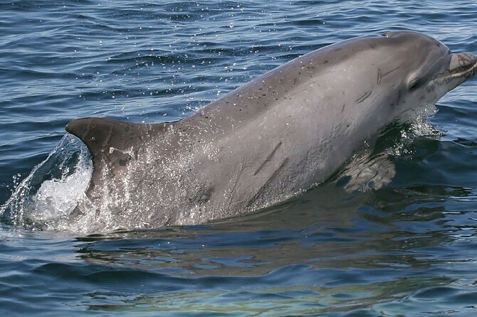 Punta Gorda/Boca Grande Beach Day Private 5hr Charter - Authentic Insights from Reviewers