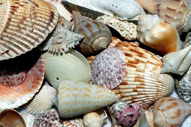Punta Gorda /Boca Grande Four Hour Beach Day/ Cayo Costa Beach - Key Points