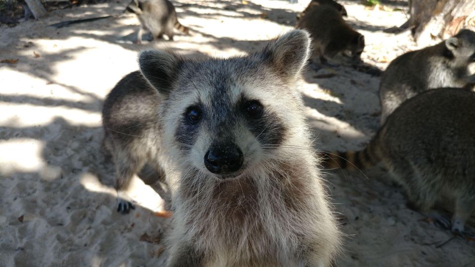 Raccoon Island: Exploration on SUP/Kayak - What to Expect from This Raccoon Island Tour