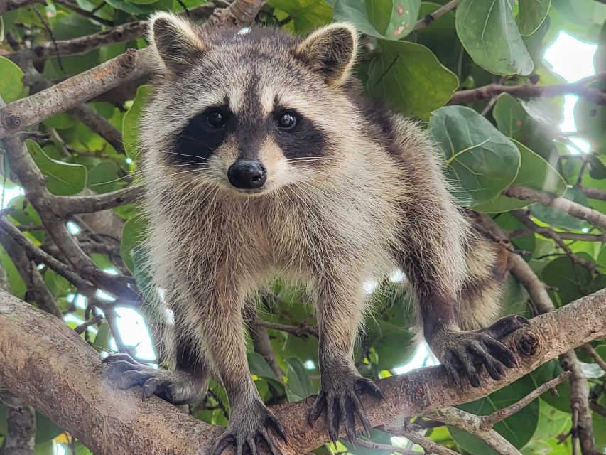 Raccoon Island: Exploration on SUP/Kayak - The Sum Up