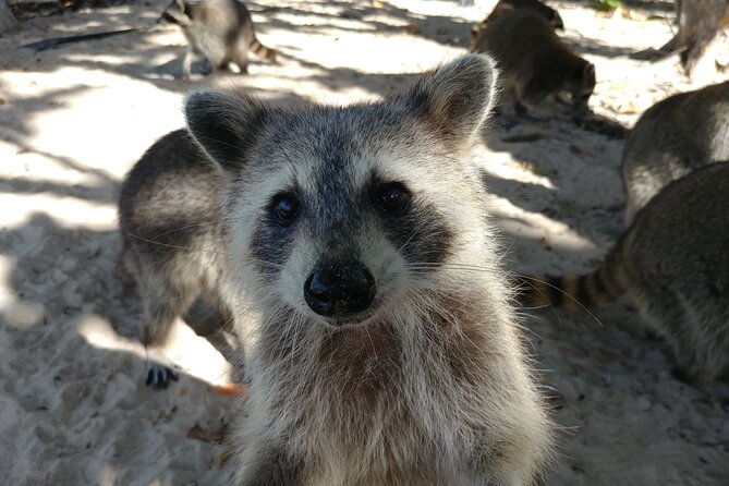 Raccoon Island Exploration on SUP/Kayak - FAQ