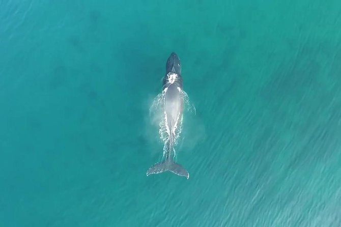 RAFT ADVENTURE - Whale Watch Discovery - An In-Depth Look at the Whale Watch Discovery Experience
