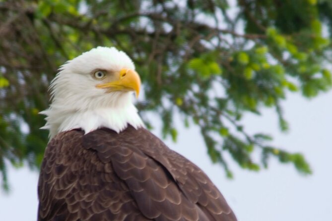 Raptor Encounters and Immersive Dome Experience - Who Will Love It?