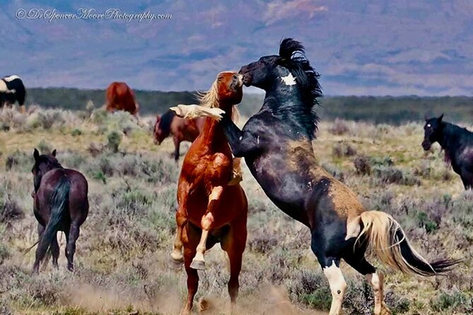 Red Canyon Wild Mustang Safari Truck Tours In Cody Wyoming! - Key Points