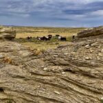 Red Canyon Wild Mustang Safari Truck Tours In Cody Wyoming! - Practical Considerations