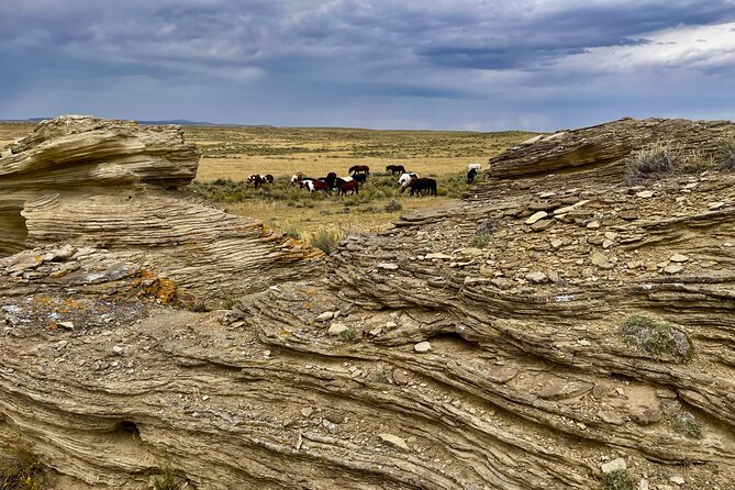 Red Canyon Wild Mustang Safari Truck Tours In Cody Wyoming! - Practical Considerations