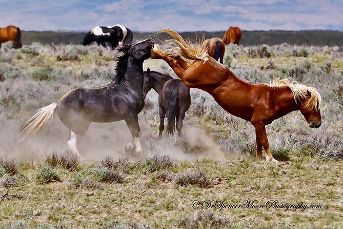 Red Canyon Wild Mustang Safari Truck Tours In Cody Wyoming! - Authentic Feedback and Insights