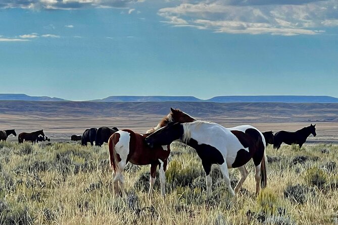 Red Canyon Wild Mustang Safari Truck Tours In Cody Wyoming! - Who Should Consider This Tour?