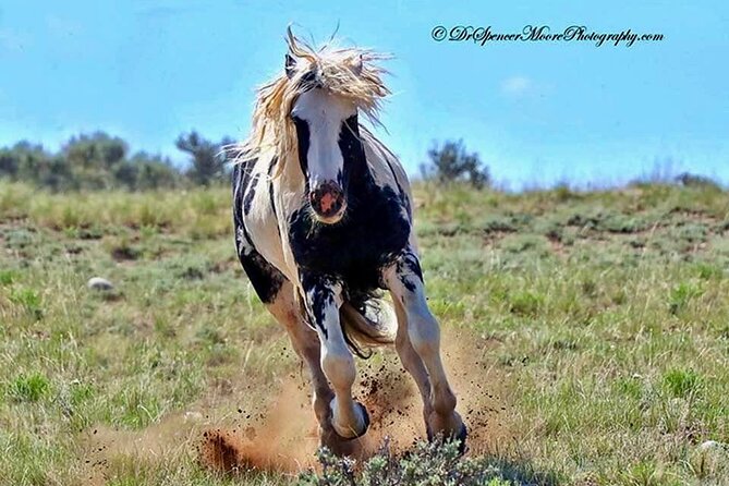 Red Canyon Wild Mustang Tours And Safaris In Cody Wyoming - Key Points