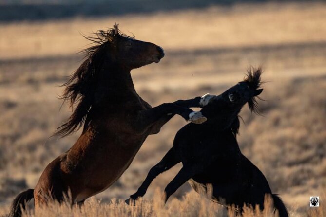 Red Canyon Wild Mustang Tours And Safaris In Cody Wyoming - What to Expect on the Tour