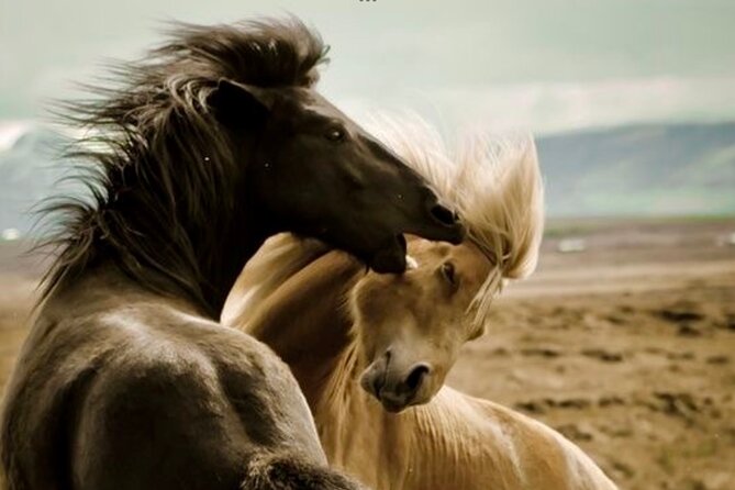 Red Canyons Best Of The Wild West Wild Mustang+Rafting Adventure - An In-Depth Look at the Wild West Adventure in Cody