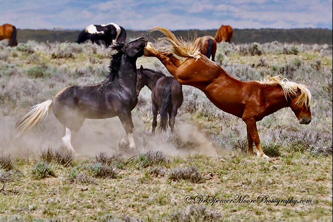 Red Canyons Best Of The Wild West Wild Mustang+Rafting Adventure - FAQ