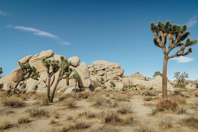 Red Rock Canyon & Calico Basin Self Guided Audio Tour - The Sum Up