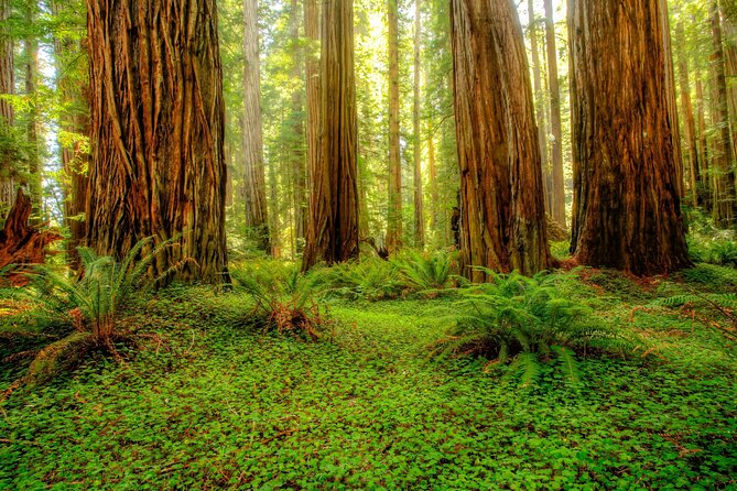 Redwood National and State Parks Self-Guided Audio Driving Tour - What We Think About the Experience