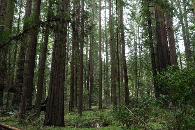 Redwood National and State Parks Self-Guided Audio Driving Tour - Who Should Consider This Tour?