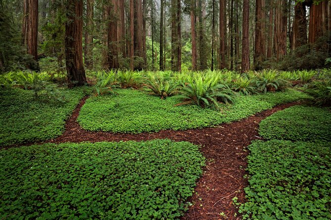 Redwood National and State Parks Self-Guided Audio Driving Tour - Final Thoughts: Is It Worth It?