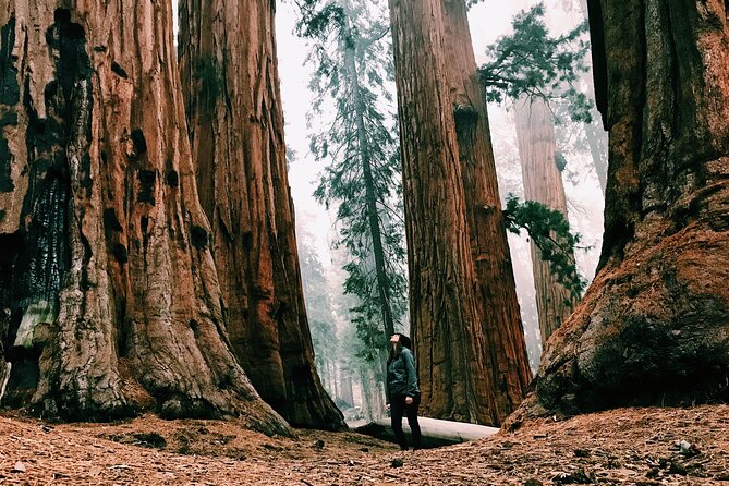 Redwoods Full-day Private Tour and Hike - Key Points