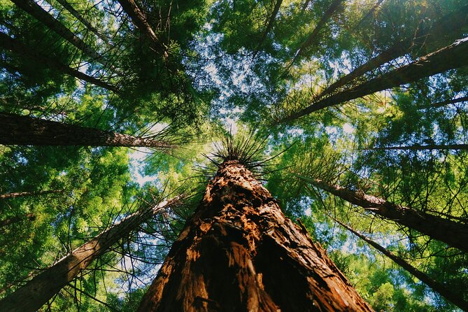 Redwoods Full-day Private Tour and Hike - Starting Early: Pickup and Transfer