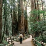 Redwoods Full-day Private Tour and Hike - Trillium Falls Hike: A Forest Adventure