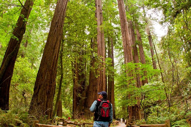 Redwoods of Marin and Mt. Tamalpais Walking Tour with Local Guide - Exploring the Redwoods of Marin and Mount Tamalpais with a Local Guide