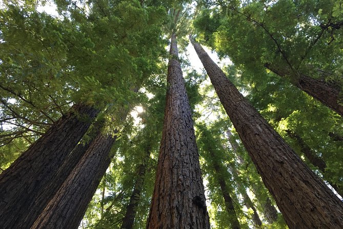 Redwoods of Marin and Mt. Tamalpais Walking Tour with Local Guide - Who Should Consider This Tour?