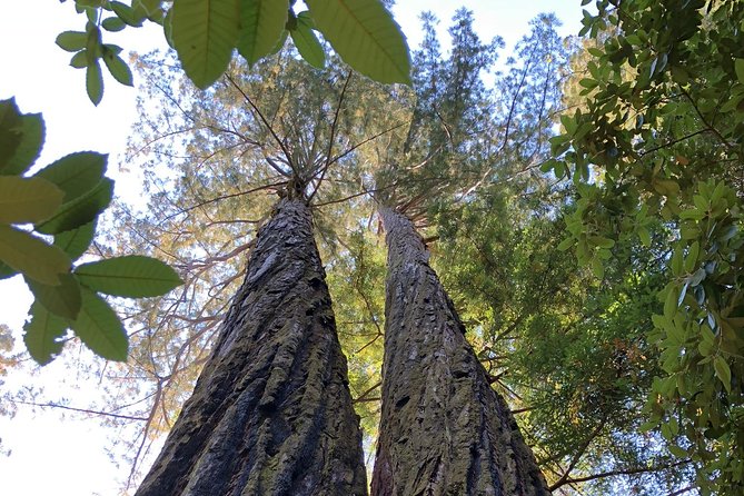 Redwoods of Marin and Mt. Tamalpais Walking Tour with Local Guide - Frequently Asked Questions