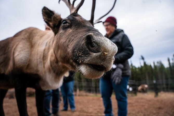 Reindeer Meet and Greet - What’s Included and What to Expect