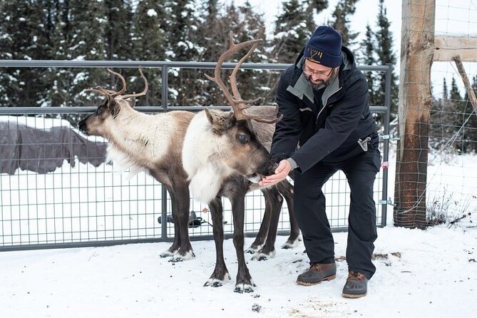 Reindeer Meet and Greet - The Experience Itself