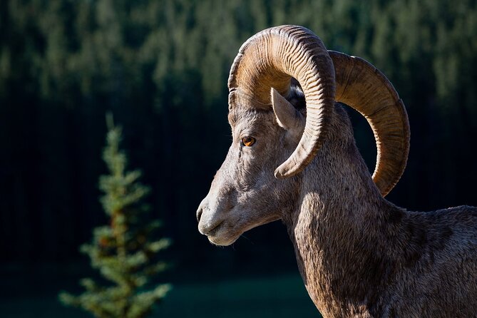 Relive Colorado's Gold Rush Experience - Private Guides - Is This Tour Worth It?