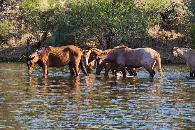 Rent a Paddle Board And Float the Lower Salt River - Final Thoughts