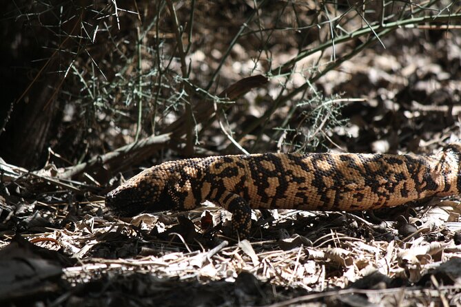 Reptile Hunting in The Sonoran Desert - Genuine Insights from Reviews