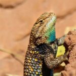 Reptile Hunting in The Sonoran Desert - Pricing and Value