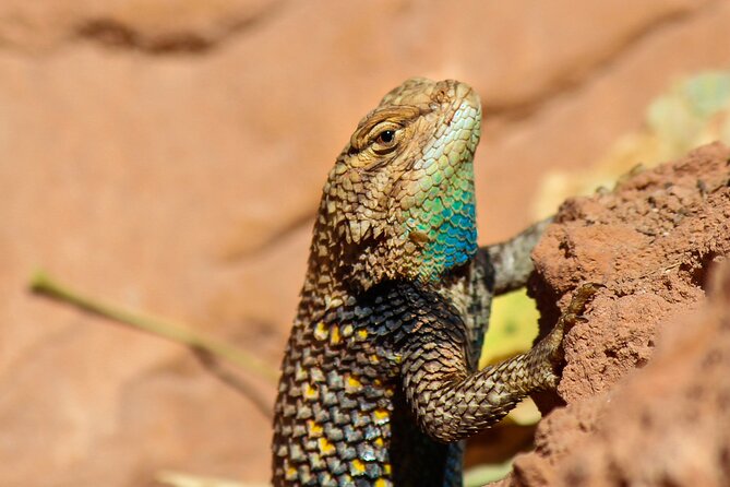 Reptile Hunting in The Sonoran Desert - Pricing and Value