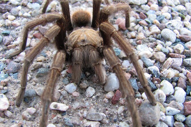 Reptile Hunting in The Sonoran Desert - Who Should Consider This Tour?