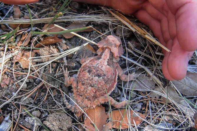 Reptile Hunting in The Sonoran Desert - FAQ