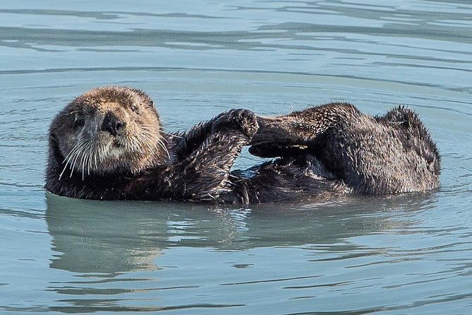 Resurrection Bay Spring Wildlife Cruise - An In-Depth Look at the Resurrection Bay Wildlife Experience
