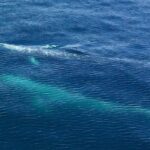Resurrection Bay Spring Wildlife Cruise - Frequently Asked Questions