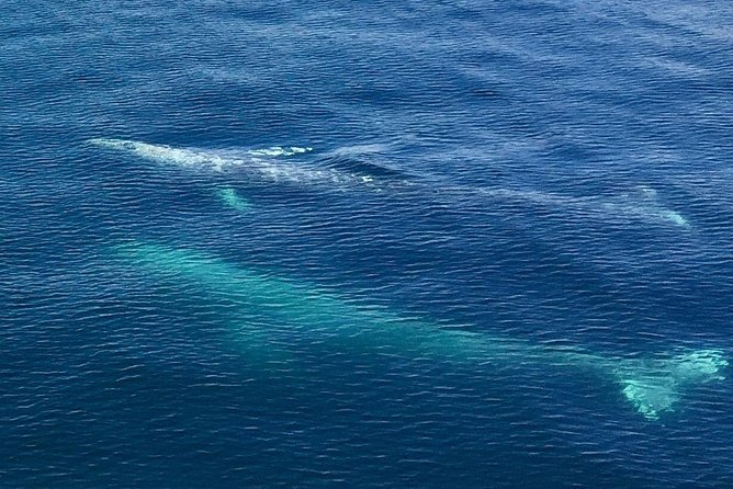 Resurrection Bay Spring Wildlife Cruise - Frequently Asked Questions