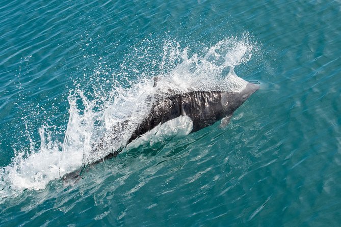 Resurrection Bay Spring Wildlife Cruise - Final Thoughts