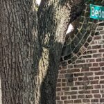 Revolutionary Charleston Walks - Ghost Tour - Authenticity and Reviews